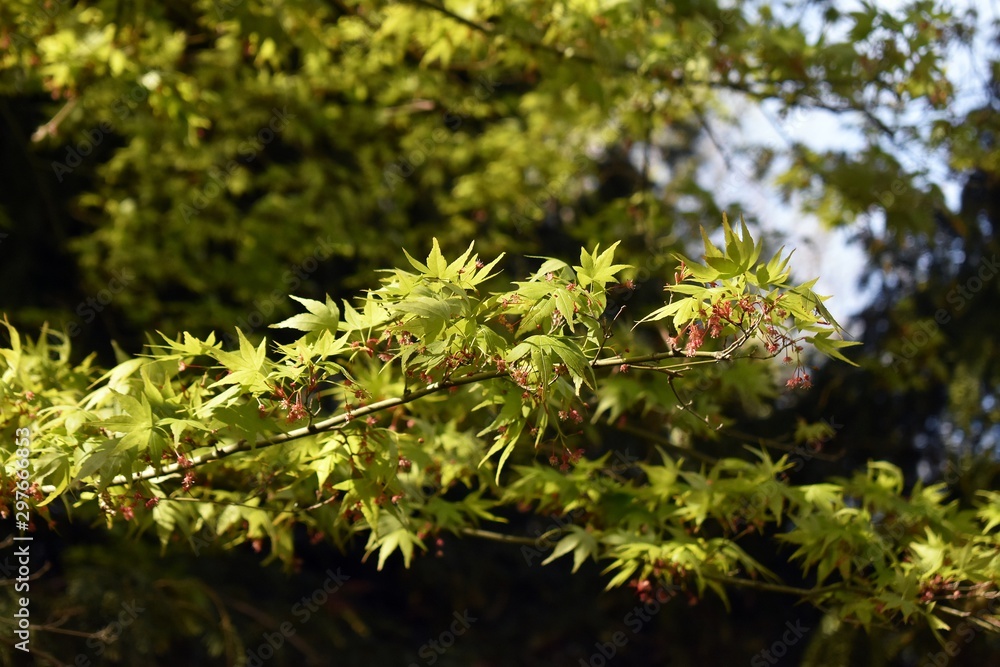 Foto de Tree branches of Acer palmatum Sango-Kaku, commonly known as ...