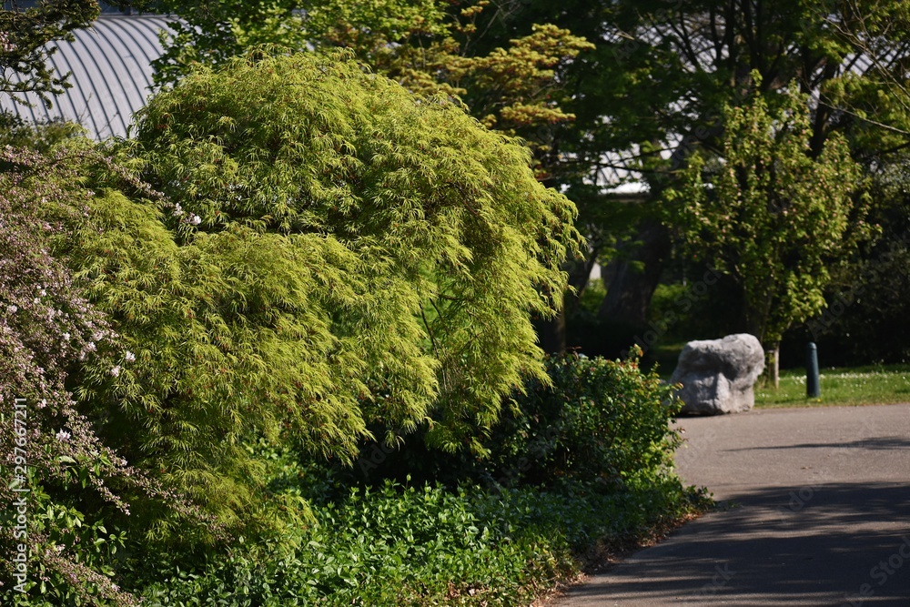 Tree branches of Acer palmatum Sango-Kaku, commonly known as Red ...