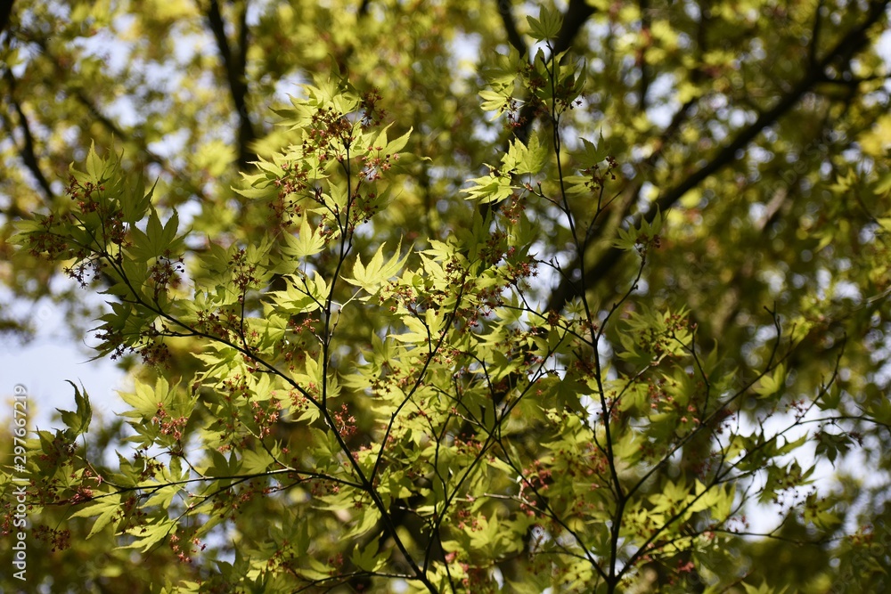 Tree branches of Acer palmatum Sango-Kaku, commonly known as Red ...