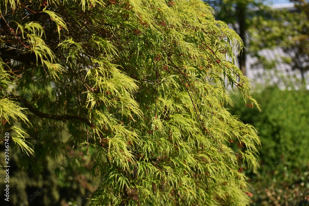 Tree branches of Acer palmatum Sango-Kaku, commonly known as Red ...