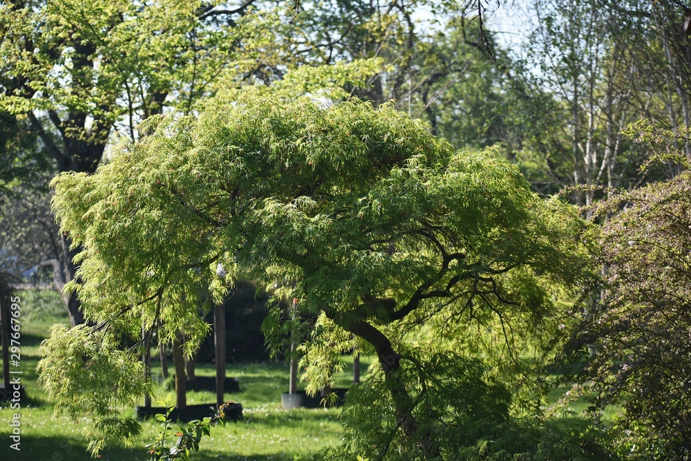Tree branches of Acer palmatum Sango-Kaku, commonly known as Red ...