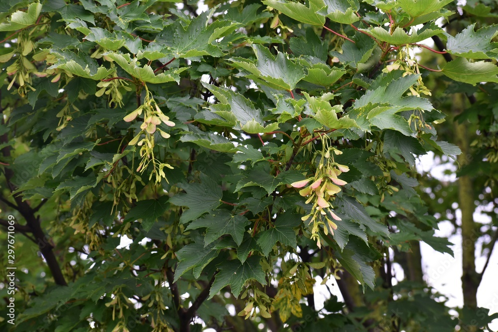 Branches with fruits of Acer Pseudoplatanus tree, known as the Sycamore ...