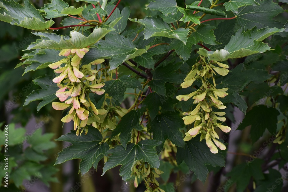 Branches with fruits of Acer Pseudoplatanus tree, known as the Sycamore ...