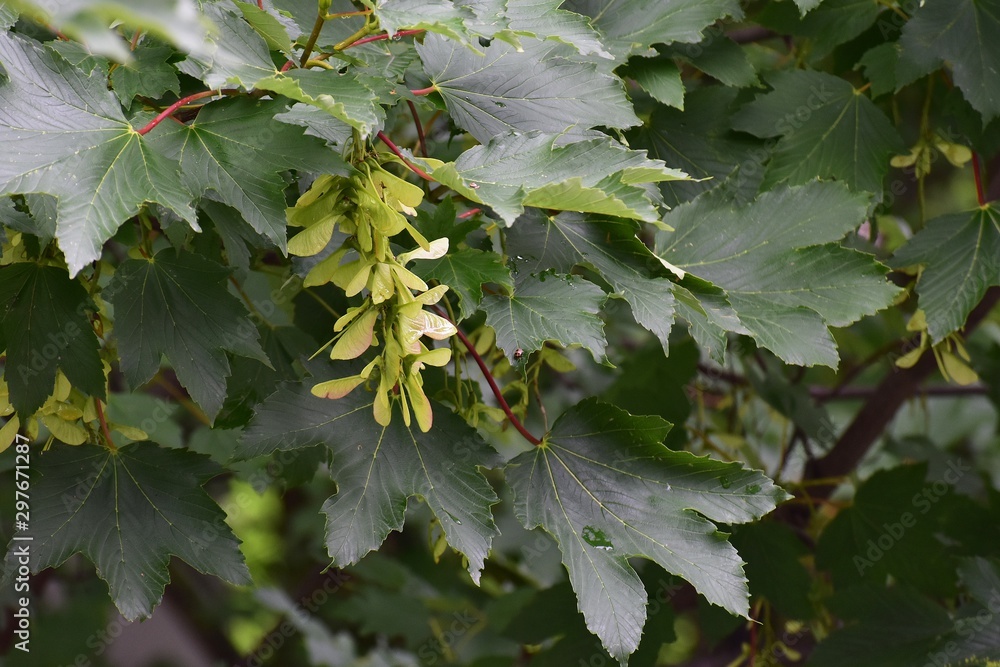 Branches with fruits of Acer Pseudoplatanus tree, known as the Sycamore ...