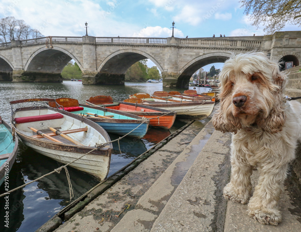 How Much Is A Dog License In London Ontario