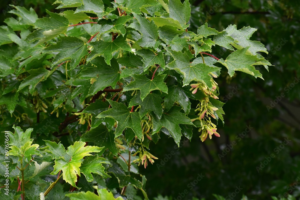 Wet branches with leaves and seeds of Acer Pseudoplatanus tree, known ...