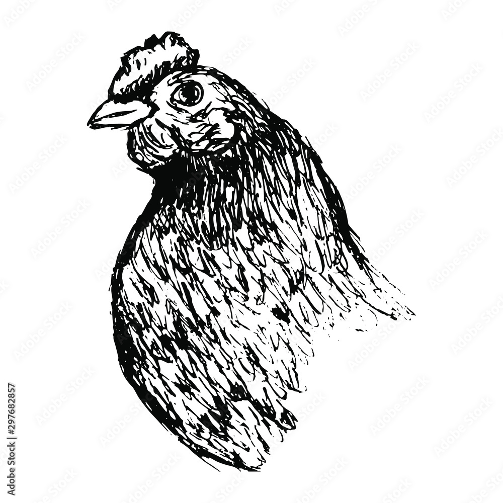 Black and white sketch of a hand drawn hen illustration vector Stock ...