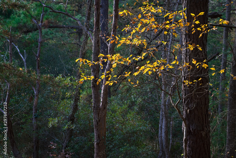 Sassafras and pines in park on the Delmarva Penninsula in Virginia ...
