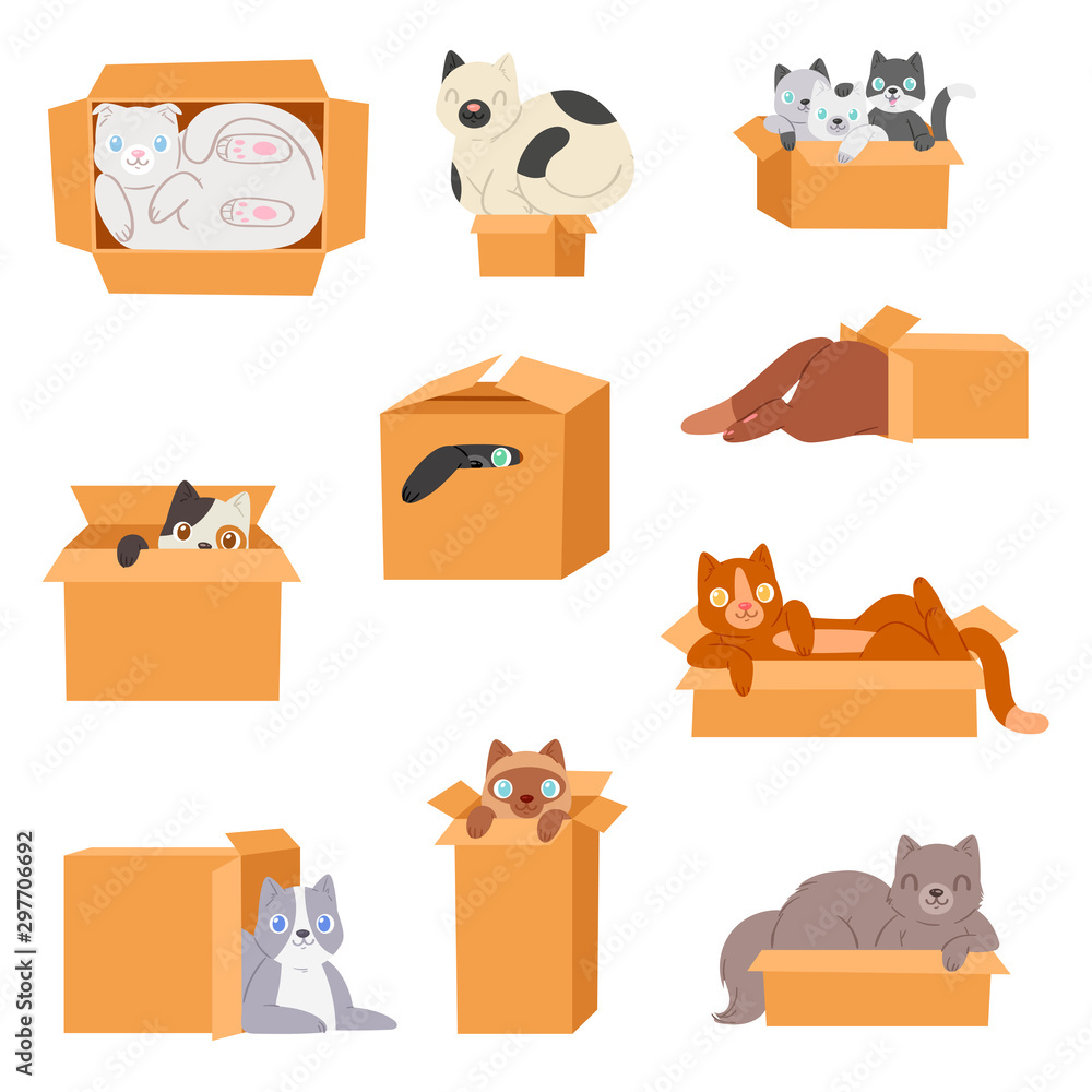 Vecteur Stock Cat in box vector kitty pet character domestic animal ...