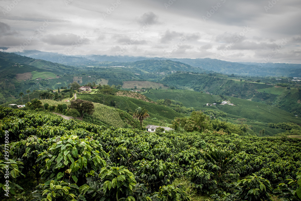 Cafetales en Chinchiná Caldas, café y revisión de el producto en el ...