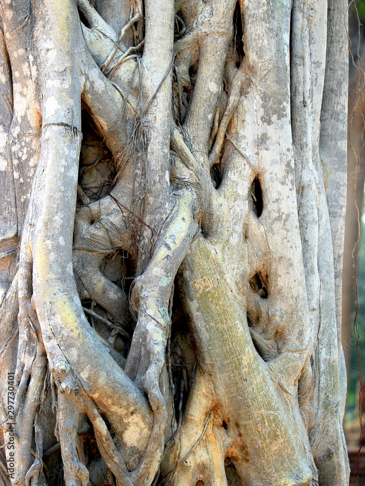 Beautiful bark roots of the banyan tree at Sukhothai historical park ...