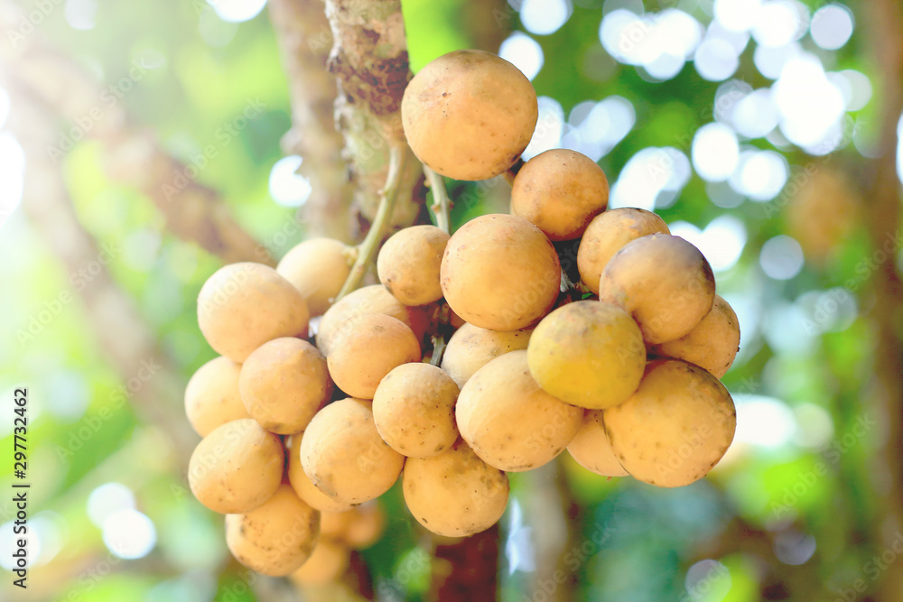 Bouquet of Langsad longkong fruit (Lansium parasiticum) hanging on tree ...