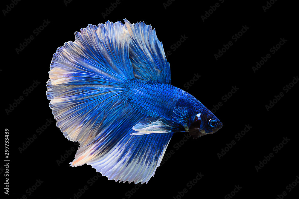 Blue betta fish, Siamese fighting fish, betta splendens (Halfmoon betta ...