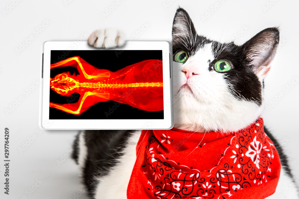 black and white cat with green eyes, wearing a red bandana, showing its ...