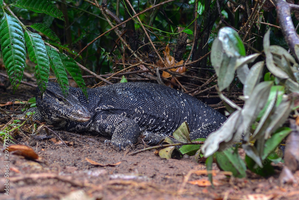 sri lanka waran goanna monitor lizard varanus Stock-Foto | Adobe Stock