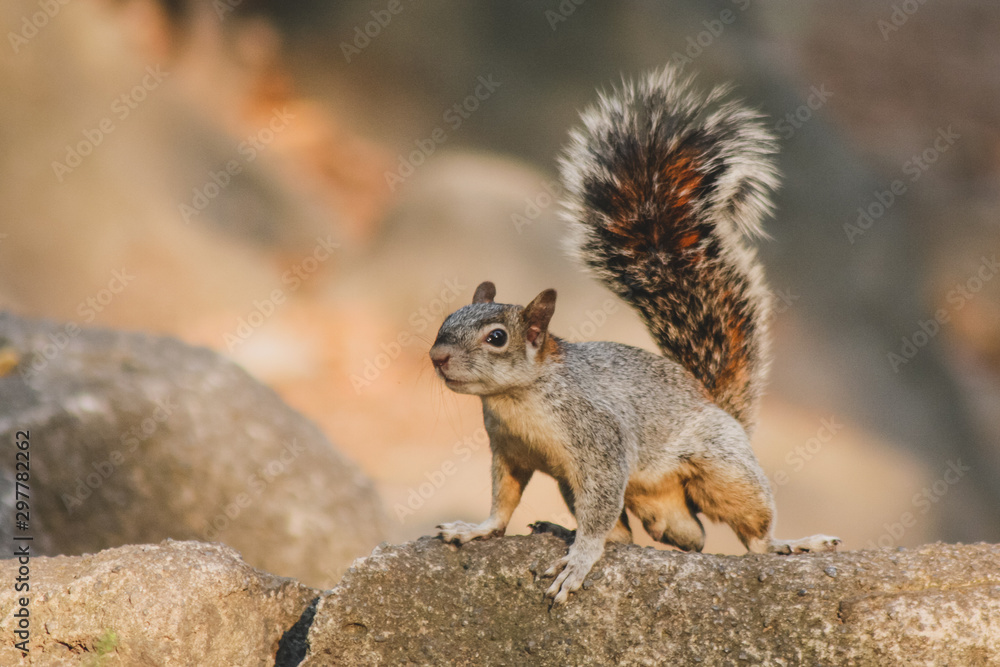 A small squirrel with a fluffy tail. Stock Photo | Adobe Stock