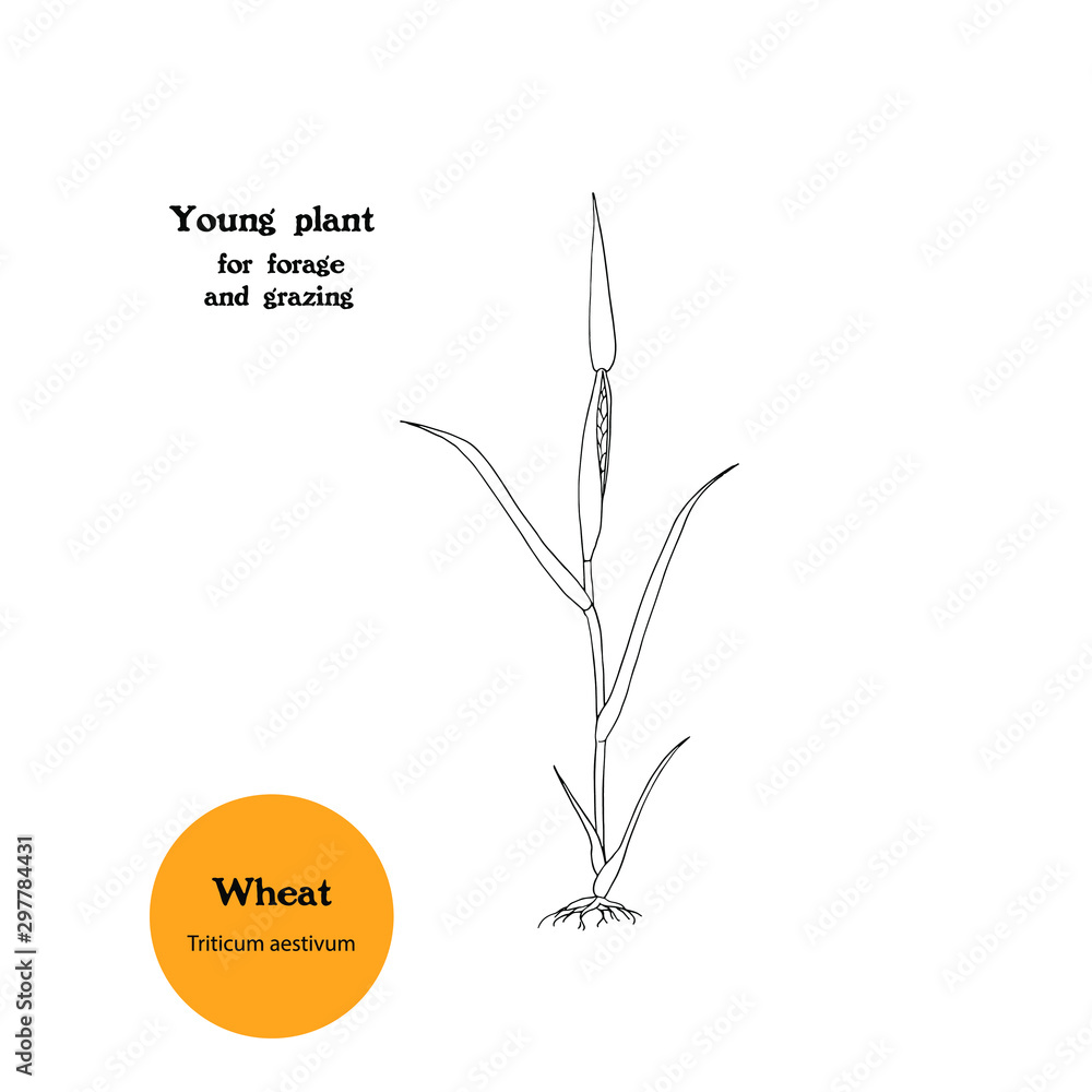 Hand drawing, icon of young plant of Wheat for forage, pasture, grazing ...