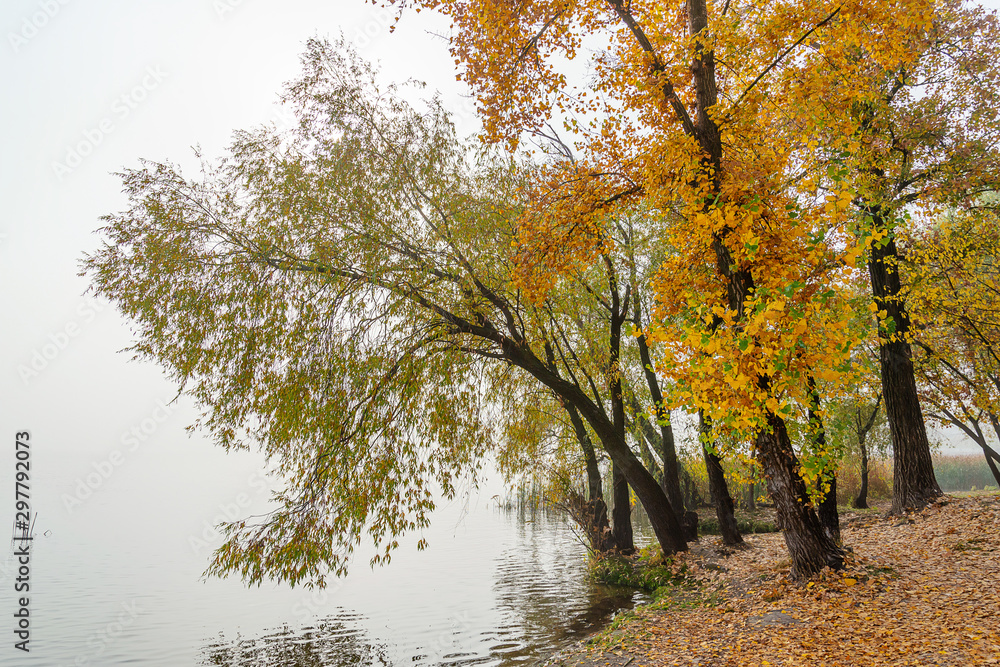 Willow and poplar tree over the Dniper river, in autumn, in the Obolon ...