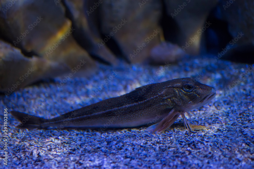 The Scorpion fish or Trachinus draco, also called spider or pout fish ...