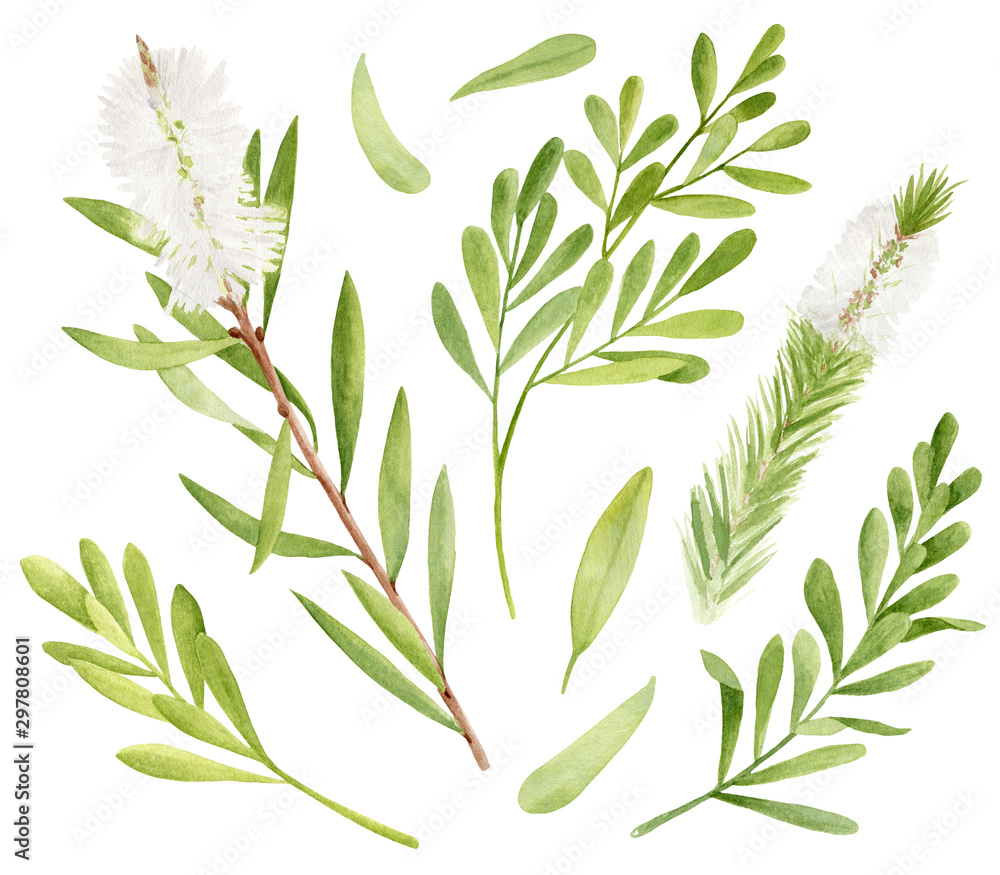 Watercolor tea tree leaves, flower set. Hand drawn botanical ...