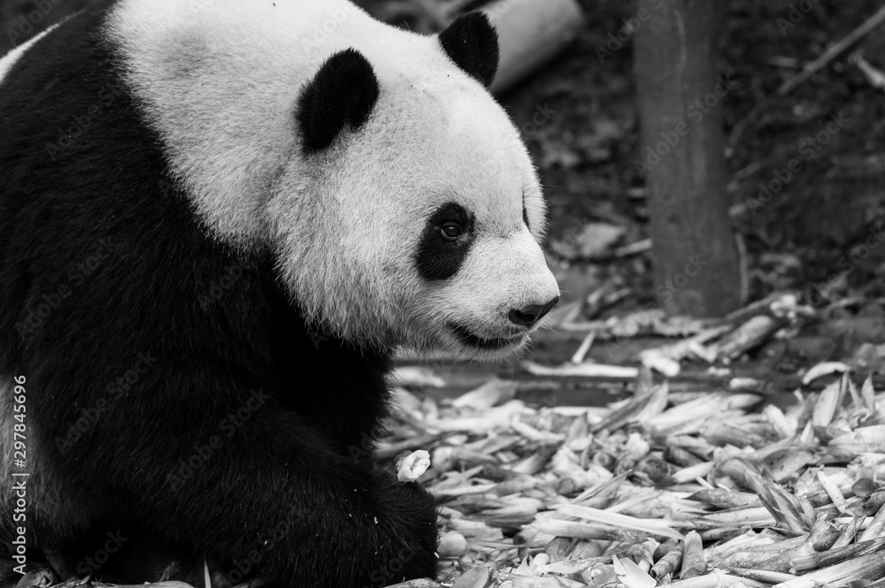 The portrait of the Giant panda. Big fat lazy Giant panda eats bamboo ...