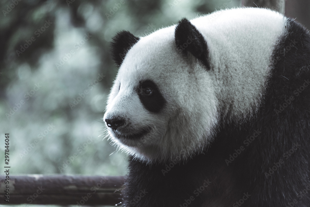 The portrait of the Giant panda. Big fat lazy Giant panda eats bamboo ...