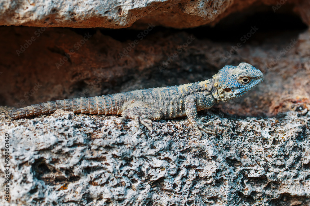 Stellion or agama-gardun is a species of agamidae lizards from the ...
