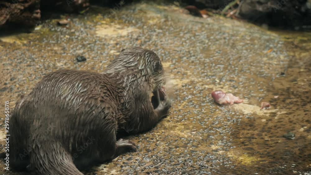 North American river otter eating meat. Wet Northern river otter arched ...