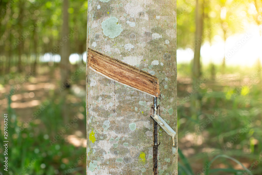 farming rubber tree and makes slope 45 degree cut with dropping latex ...