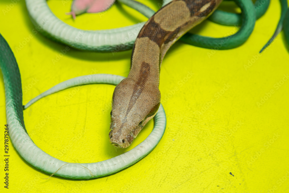 Green feather snakes. A snake with a gray spit . artificial and real ...