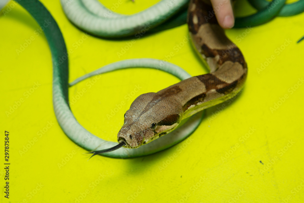 Green feather snakes. A snake with a gray spit . artificial and real ...