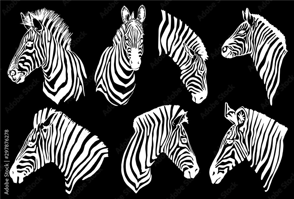 Graphical set of zebra portraits isolated on black background,vector ...