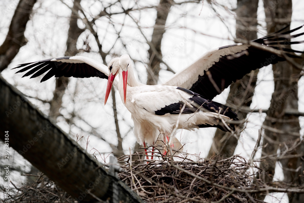 Storch Paar Stock Photo | Adobe Stock