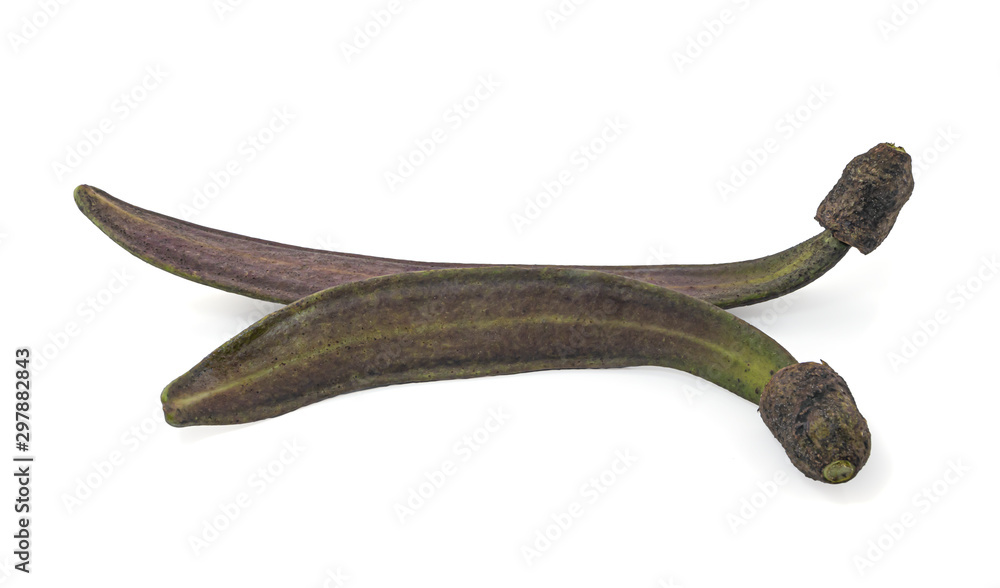 Oroxylum indicum (Broken Bone tree,Damocles tree,Indian Trumpet Flower ...