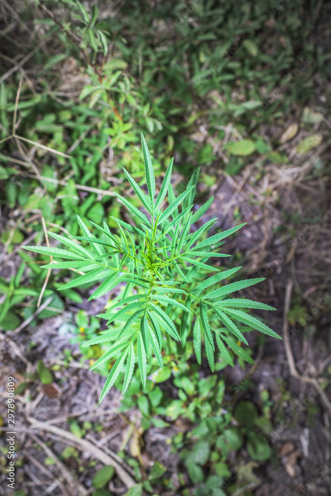 Southern Cone marigold (Tagetes minuta) plant, Uganda, Africa Stock ...