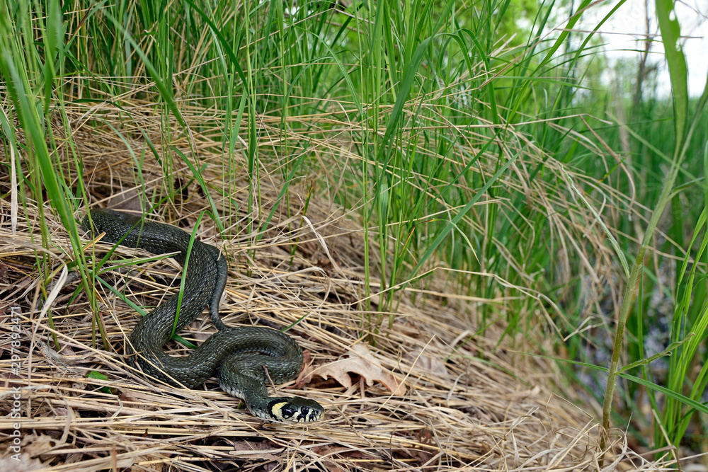 Ringelnatter (Natrix natrix) aus Nordostpolen - Grass snake in Poland ...