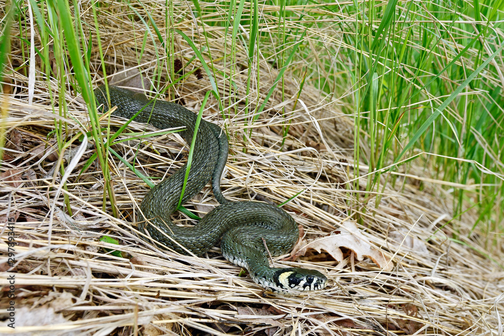 Ringelnatter (Natrix natrix) aus Nordostpolen - Grass snake in Poland ...