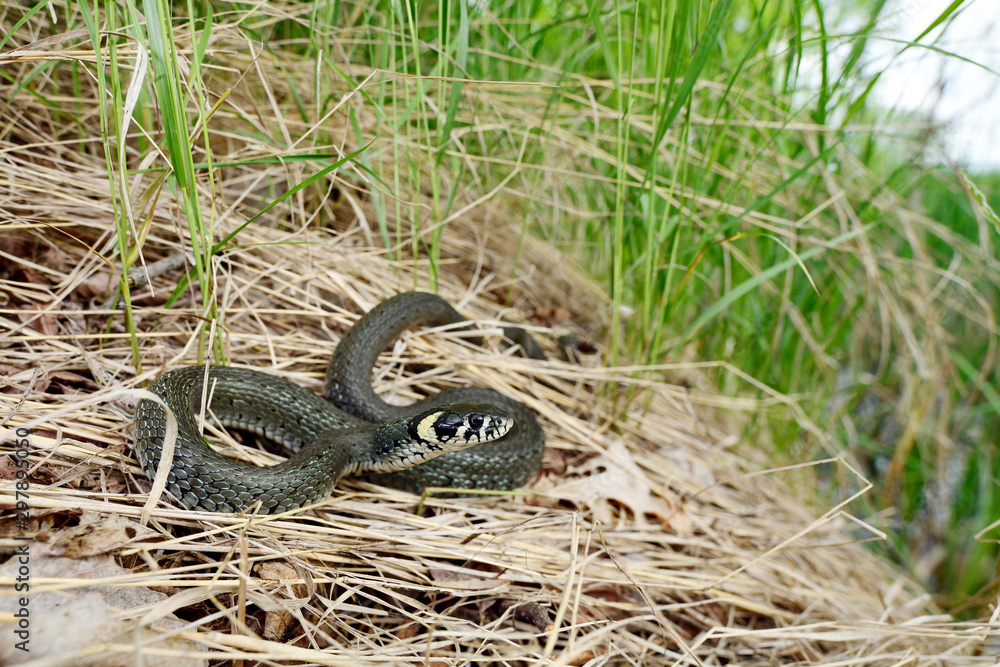 Ringelnatter (Natrix natrix) aus Nordostpolen - Grass snake in Poland ...