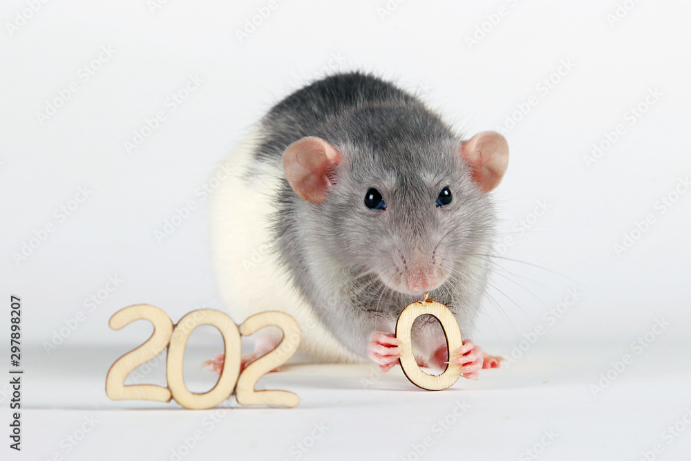 Happy New Year! The symbol of the new 2020 is a rat. Fluffy white ...
