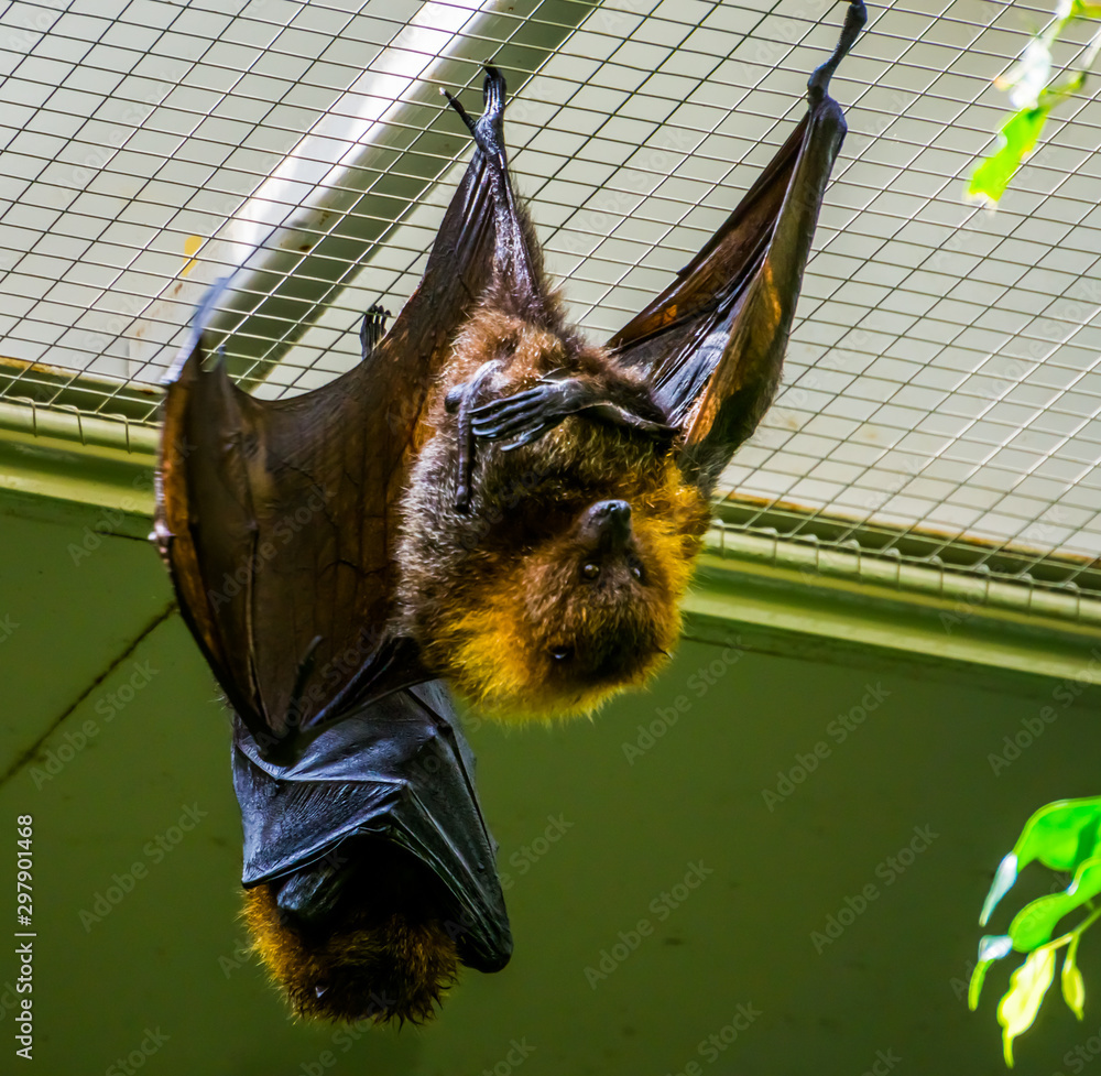 closeup of a rodrigues flying fox on the ceiling, tropical mega bat ...