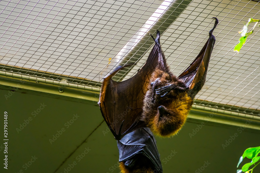 Foto de rodrigues flying fox hanging on the ceiling in closeup ...