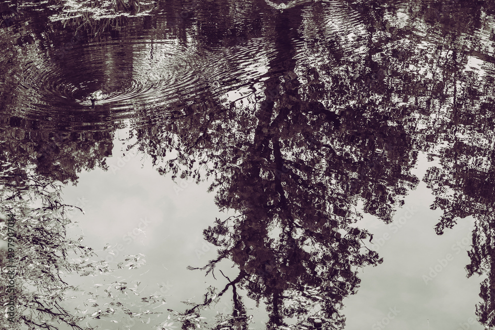 Abstract picture of tree reflection and duck swimming and causing water ...
