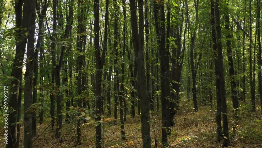 zooming out from early outumn forest Stock Video | Adobe Stock