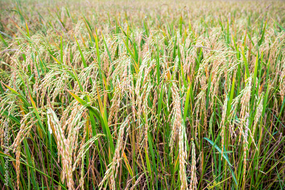 Rice Plant Harvest