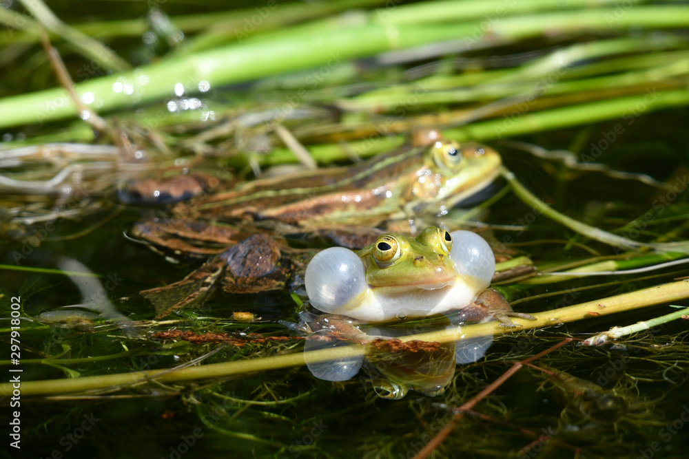 Pool frogs (Pelophylax lessonae) in Polesie National Park, Poland ...