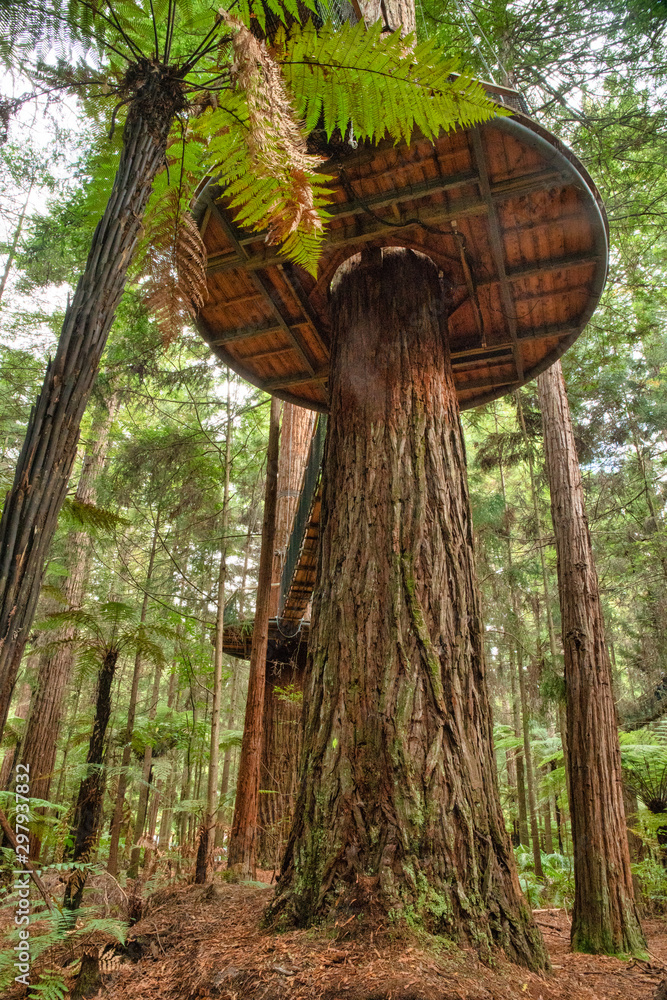 Giant platforms that forms part of the suspended tree walk in the Redwoods Whakarewarewa Forest ...