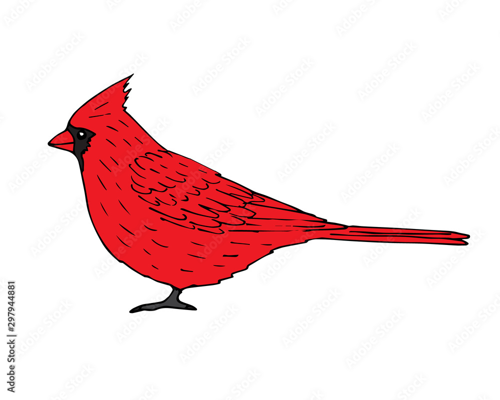 Vector hand drawn red cardinal bird isolated on white background Stock ...