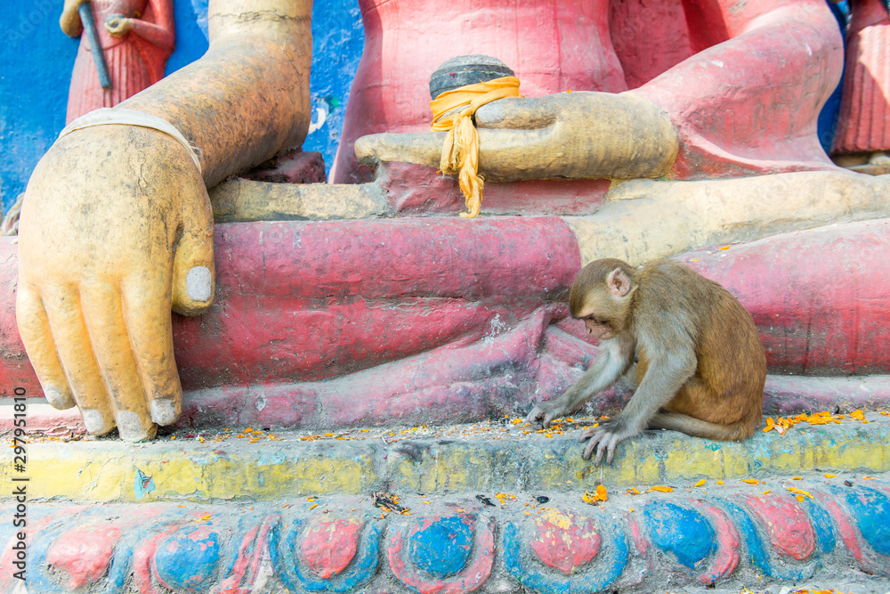 Monkey living in Swayambhunath temple (other name called Monkey temple ...