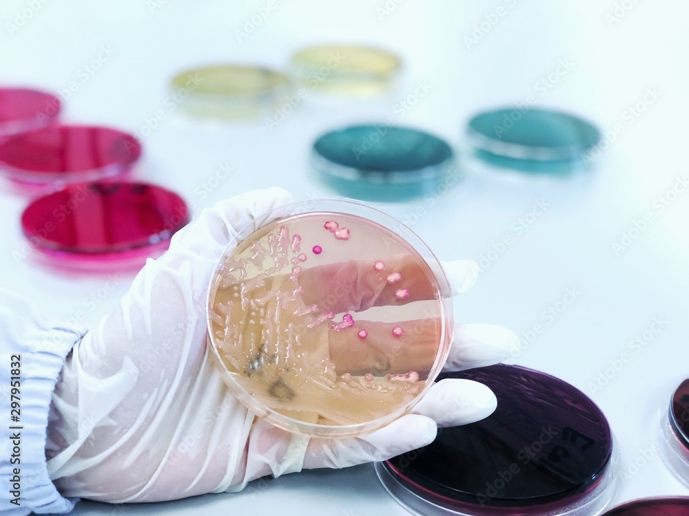 Mannitol salt agar (MSA Agar) in Petri dish used selective and ...