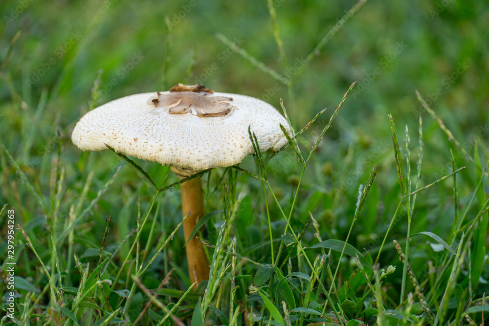 The False Parasol (Chlorophyllum molybdites) is a widespread, toxic ...